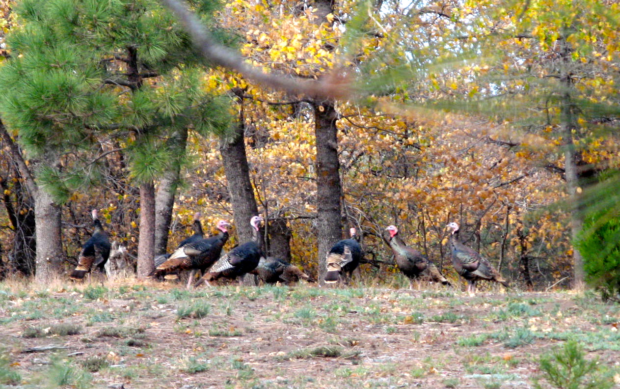 Wild Turkeys – Mount Laguna Improvement Association