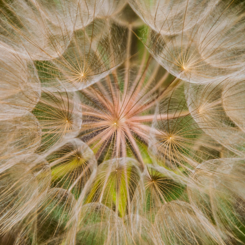 Mitchell & Wiener Flower fluff – Mount Laguna Improvement Association